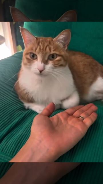 Ты кто такой, чтоб я с тобой ручкался! 😾