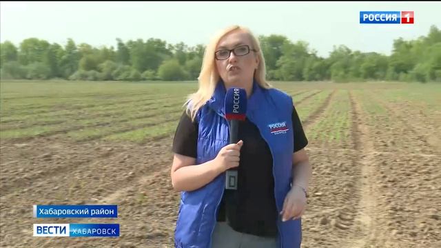 хабаровские учёные выращивают новые сорта пшеницы