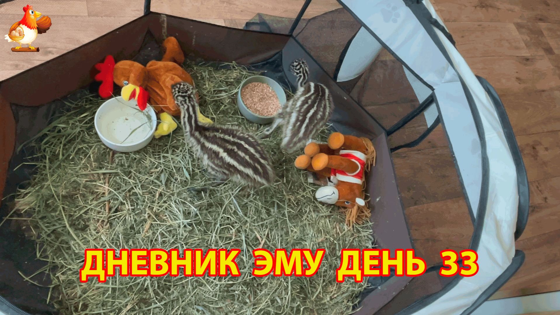 Дневник страусят Эму день 33