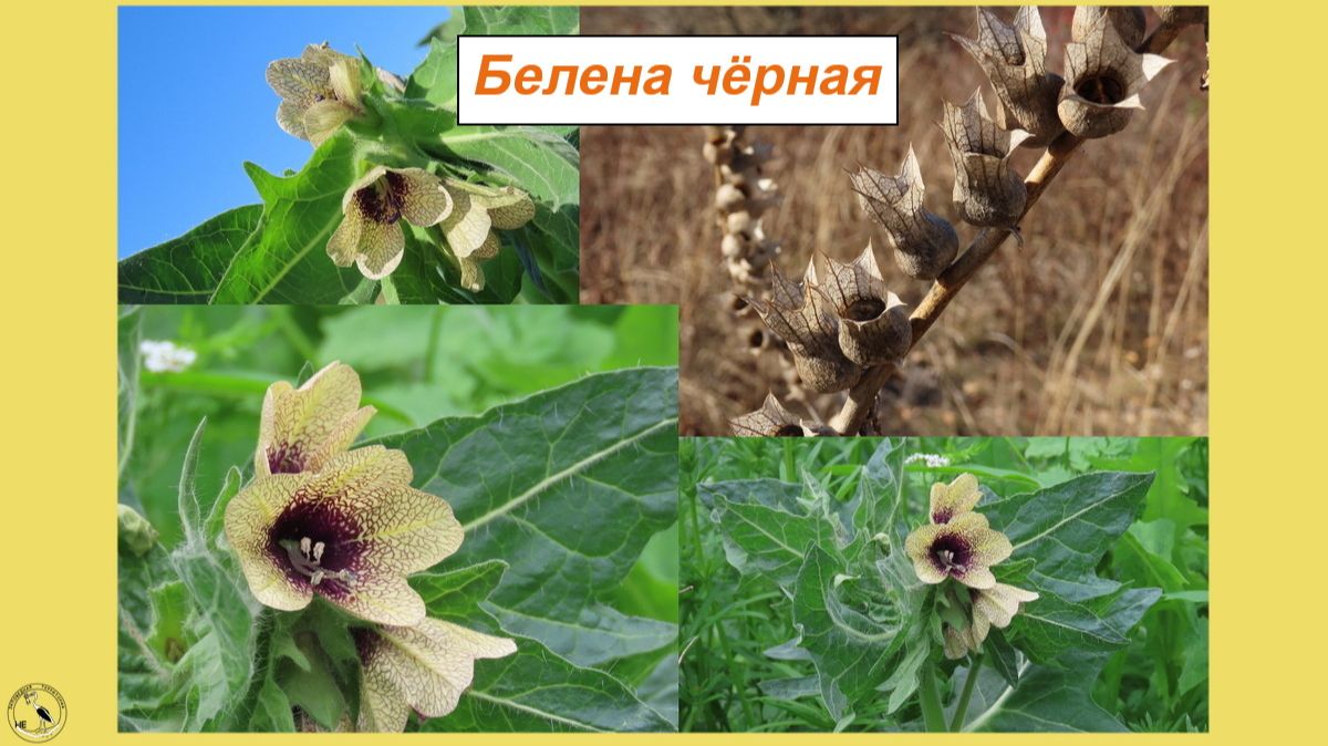 Белена чёрная - ядовитая красота