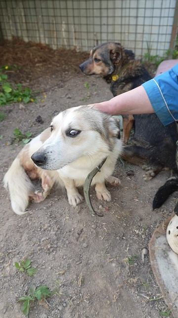 Жизнь спинальников в приюте ☀️🐶