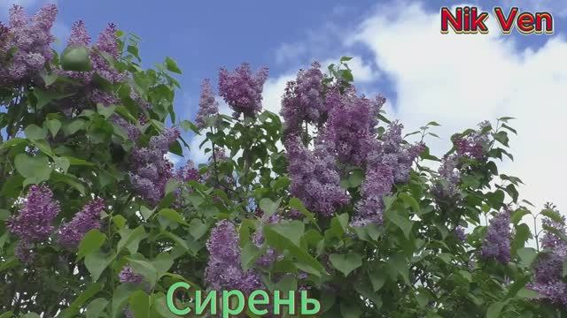 Ах,сирень моя сирень
