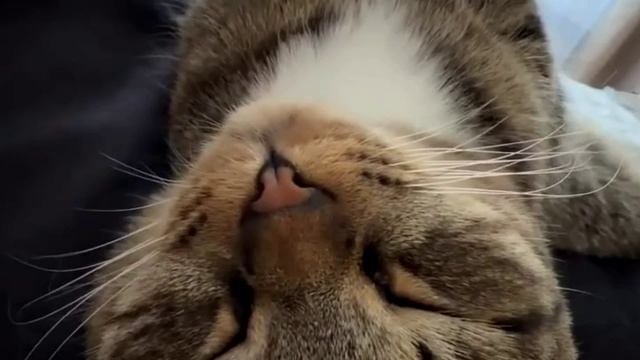 Заставка для видео Серый котик № 579