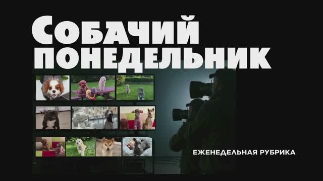 КАК СОБАКИ ПЕРЕНОСЯТ ПОЕЗДКИ НА МАШИНЕ?