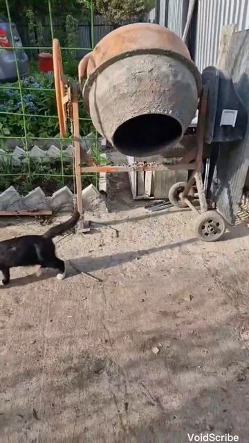 Любопытство кота не сгубило