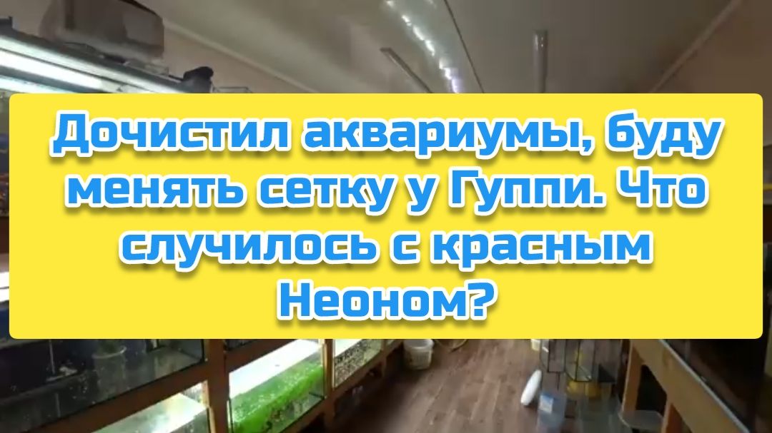 Дочистил аквариумы, буду менять сетку у Гуппи. Что случилось с красным Неоном_