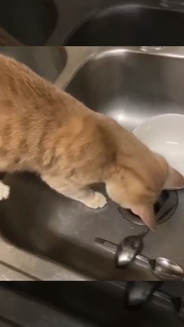 У вас тут раковина засорилась! 😼
