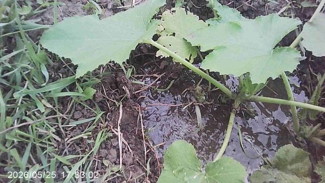 Обзор и полив кабачковых растений сорта "Зебра" в другой лунке