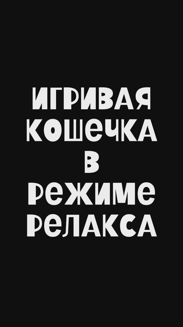 Игривая кошечка в режиме релакса