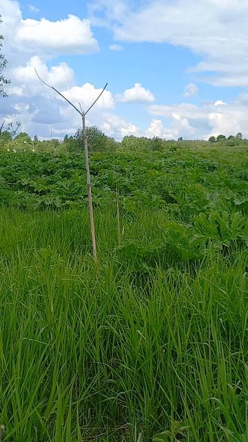 Борщевик всё больше заполоняет места отдыха