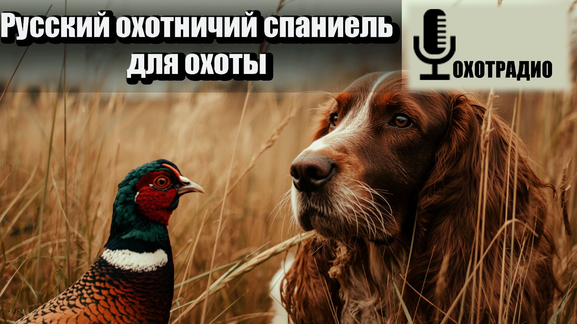 Русский охотничий спаниель для охоты / СТРИМ ИЗ МОЛДОВЫ / САФАР ОХОТНИК 🔴ОХОТРАДИО