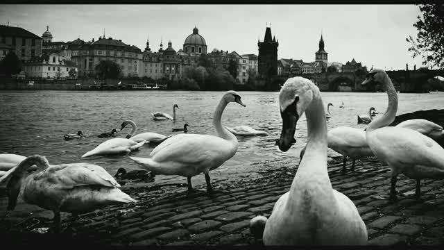 Сборник моих фотографий  2019  87 часть