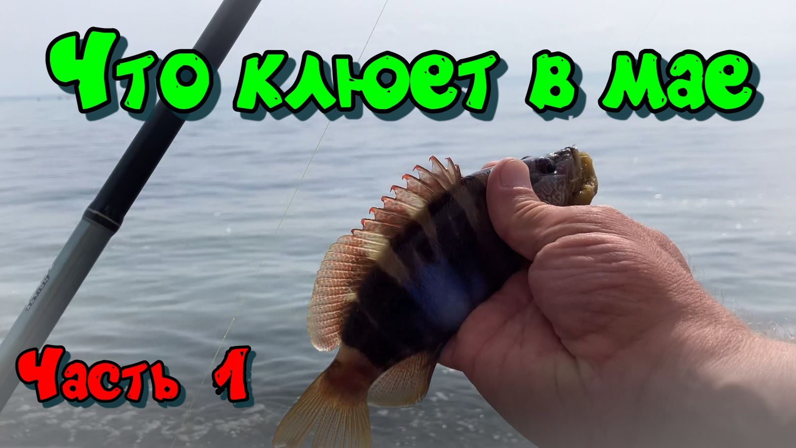 Что клюет в мае на Черном море
