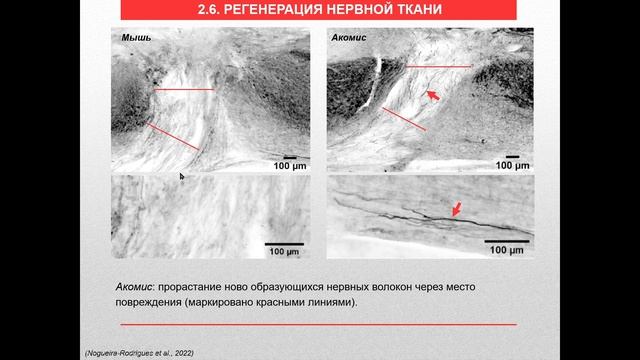 Каирская иглистая мышь — уникальный объект для физиологии и медицины. Наталья Сергеевна Меркульева