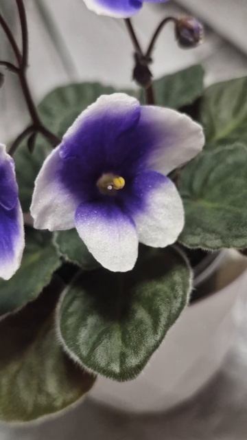 Optimara MyJoy