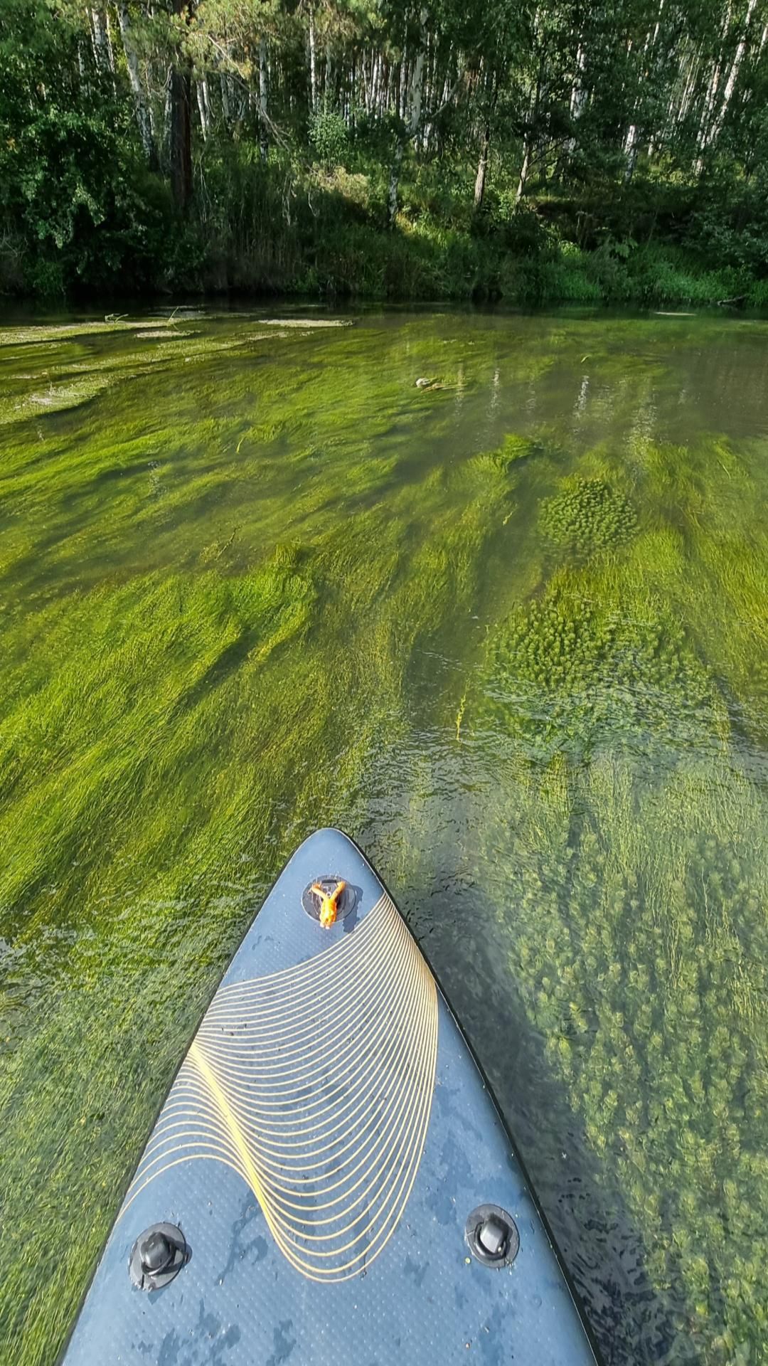 Урал. Река Пышма на сапе🏄♂🦆 https://vk.com/sup_travel_ekb