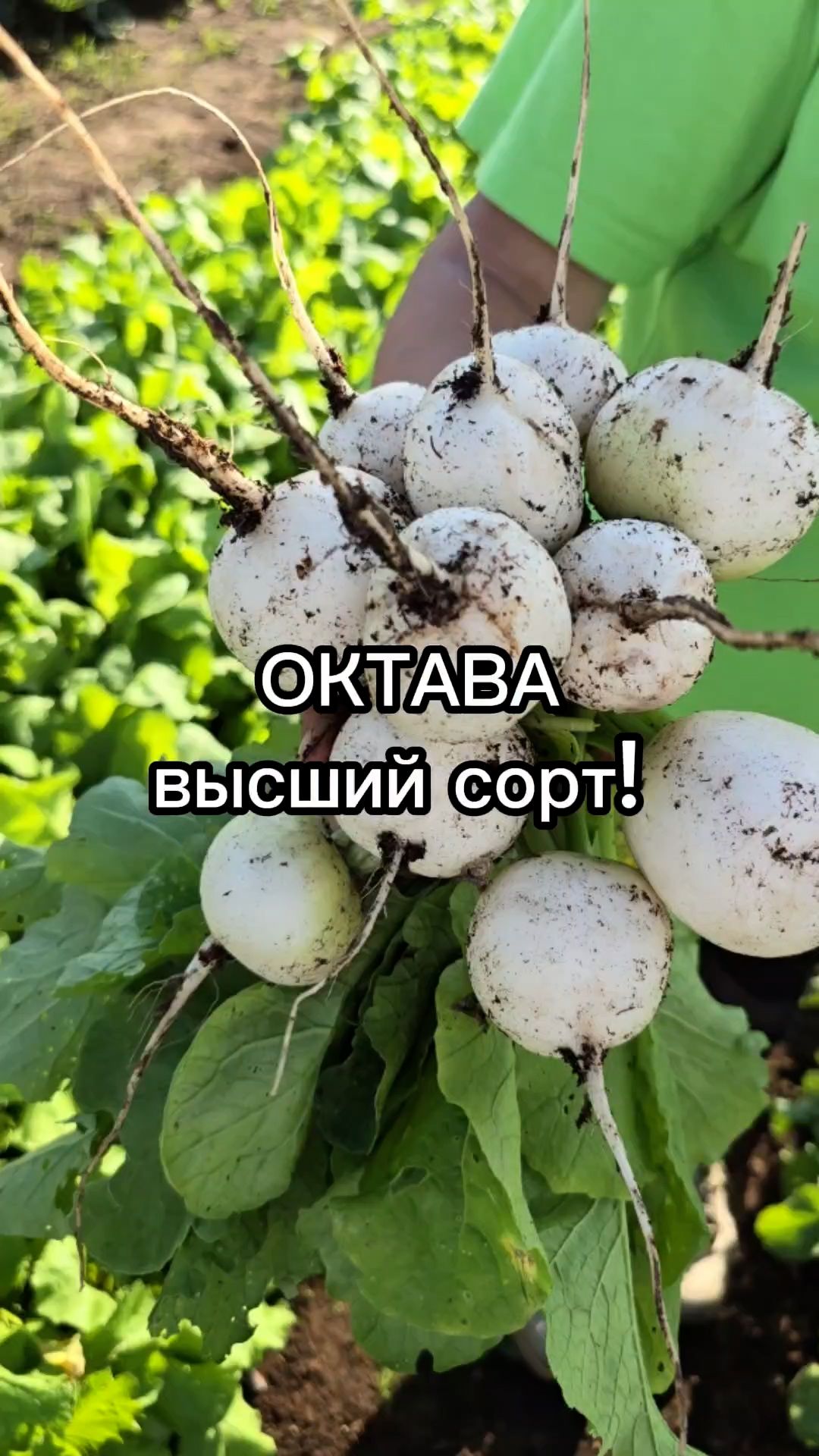 Этот редис настоящая находка! Редис оригинального цвета.