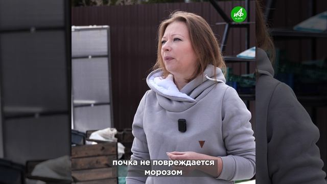 Лето под угрозой: как уберечь сад от июньских холодов