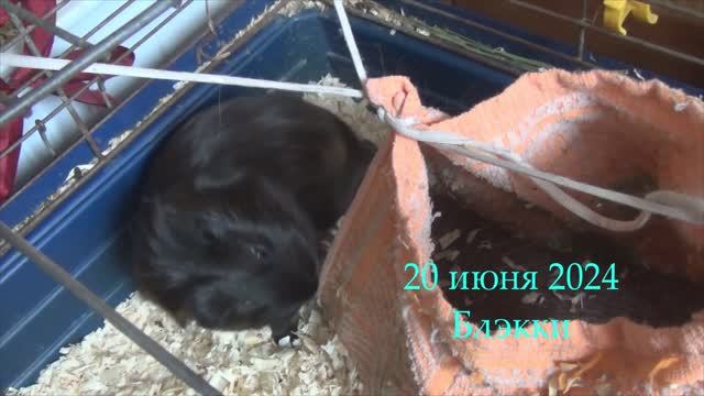 2024 Блэкки 20 июня