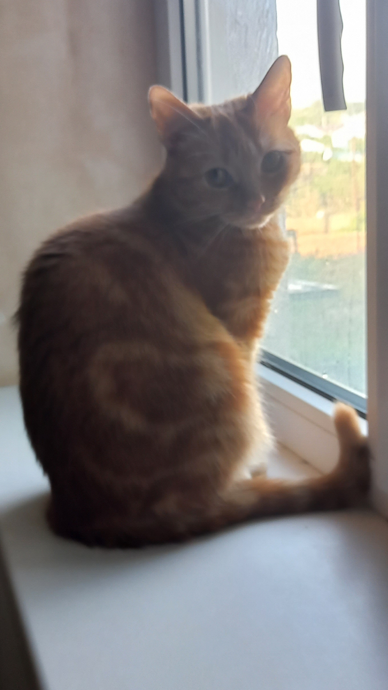 свободу кошкам