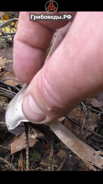 Осторожно! Жгуче-едкий вкус. Рядовка заострённая - Tricholoma virgatum
