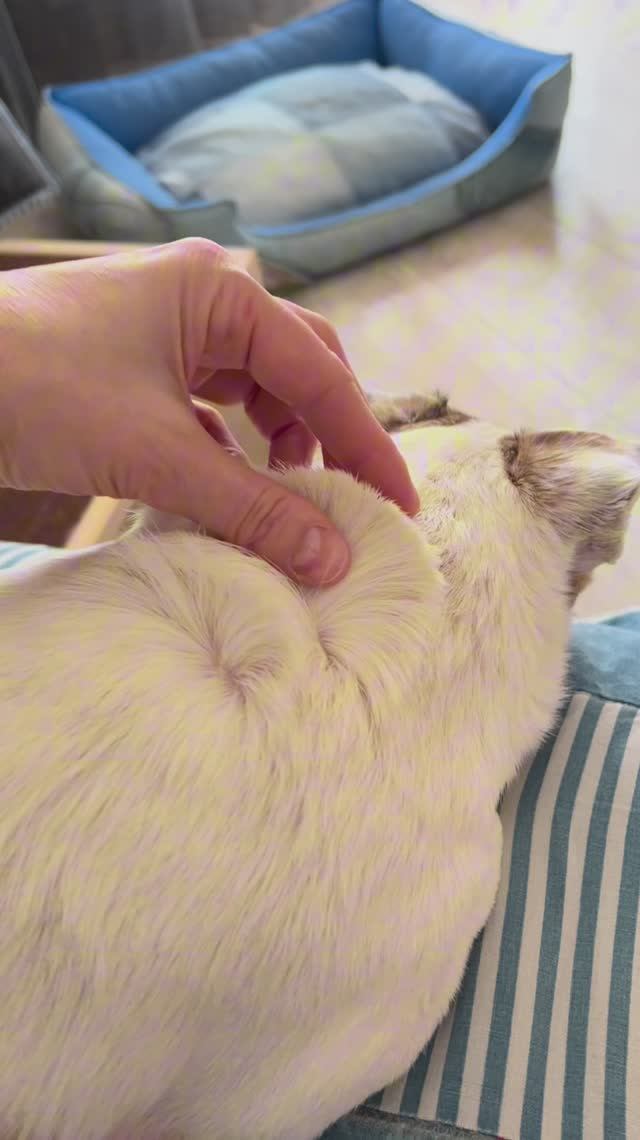 Когда шубка любимого пёсика лучше, чем у тебя 😊