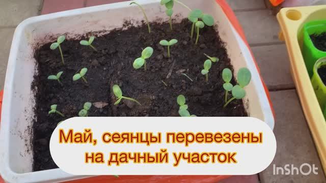 Сажаю семена дыни и арбузов
