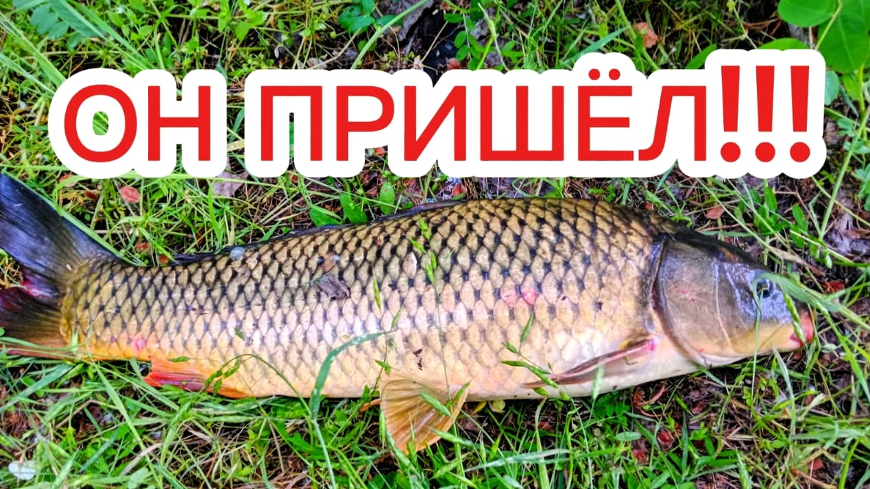 РЫБАЛКА на ДОНУ. Он пришёл!