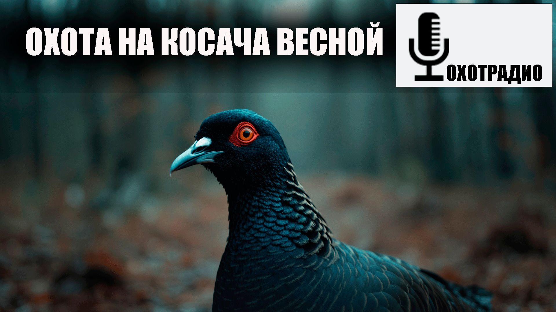 Весенняя охота на тетерева (КОСАЧА) ДМИТРИЙ МОРОЗОВ ОМСК 🔴ОХОТРАДИО