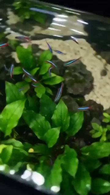 🐠🌅 УТРЕННИЙ РЕЛАКС: созерцание рыбок для идеального старта дня