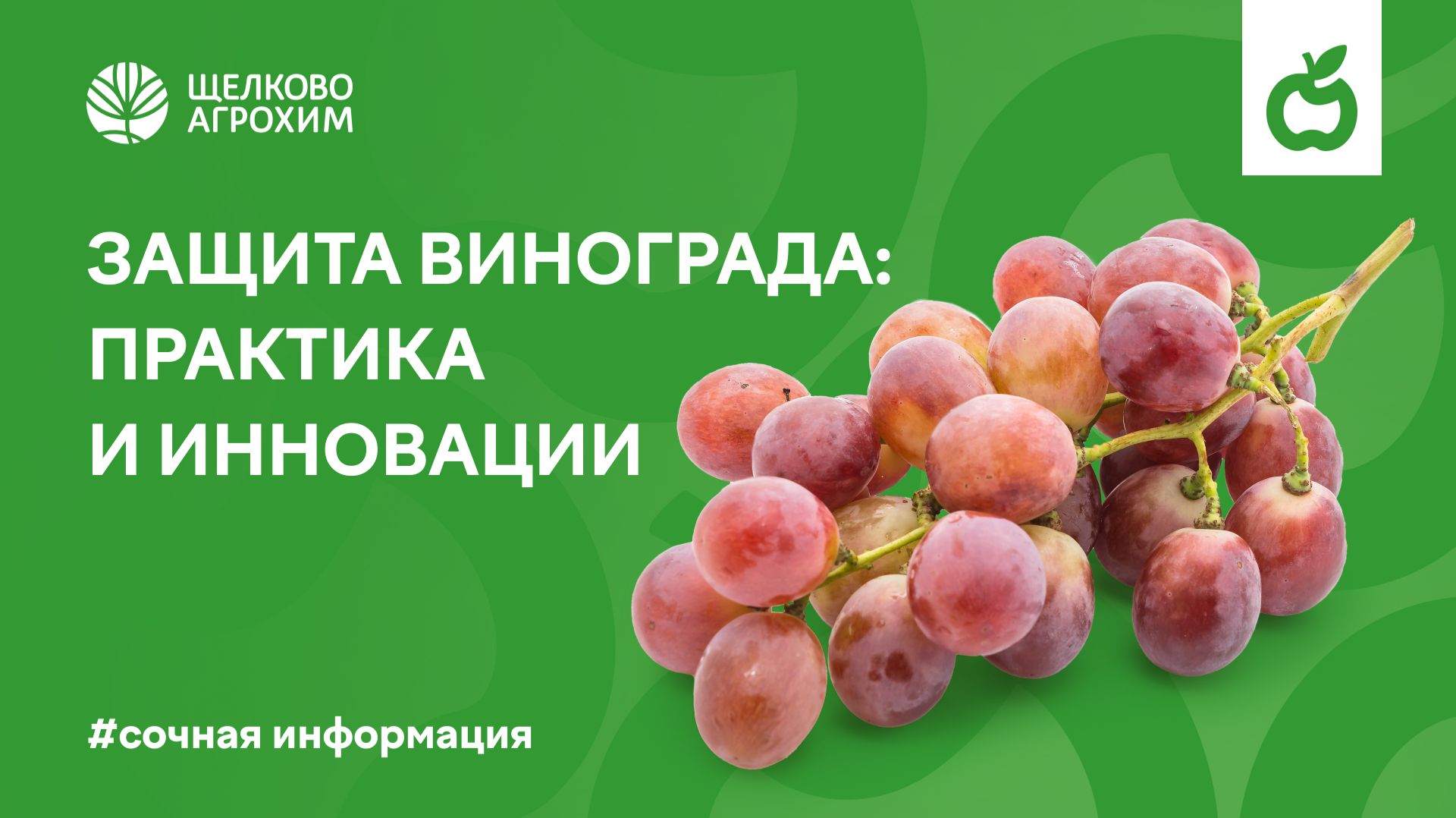 Защита винограда: практика  и инновации