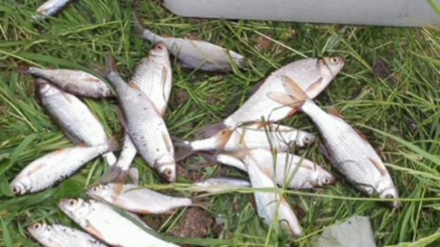 Рыбачил на пикерное удилище🎣 Дистанция около берега примерно 10 метров. Кормушка 15 грамм.