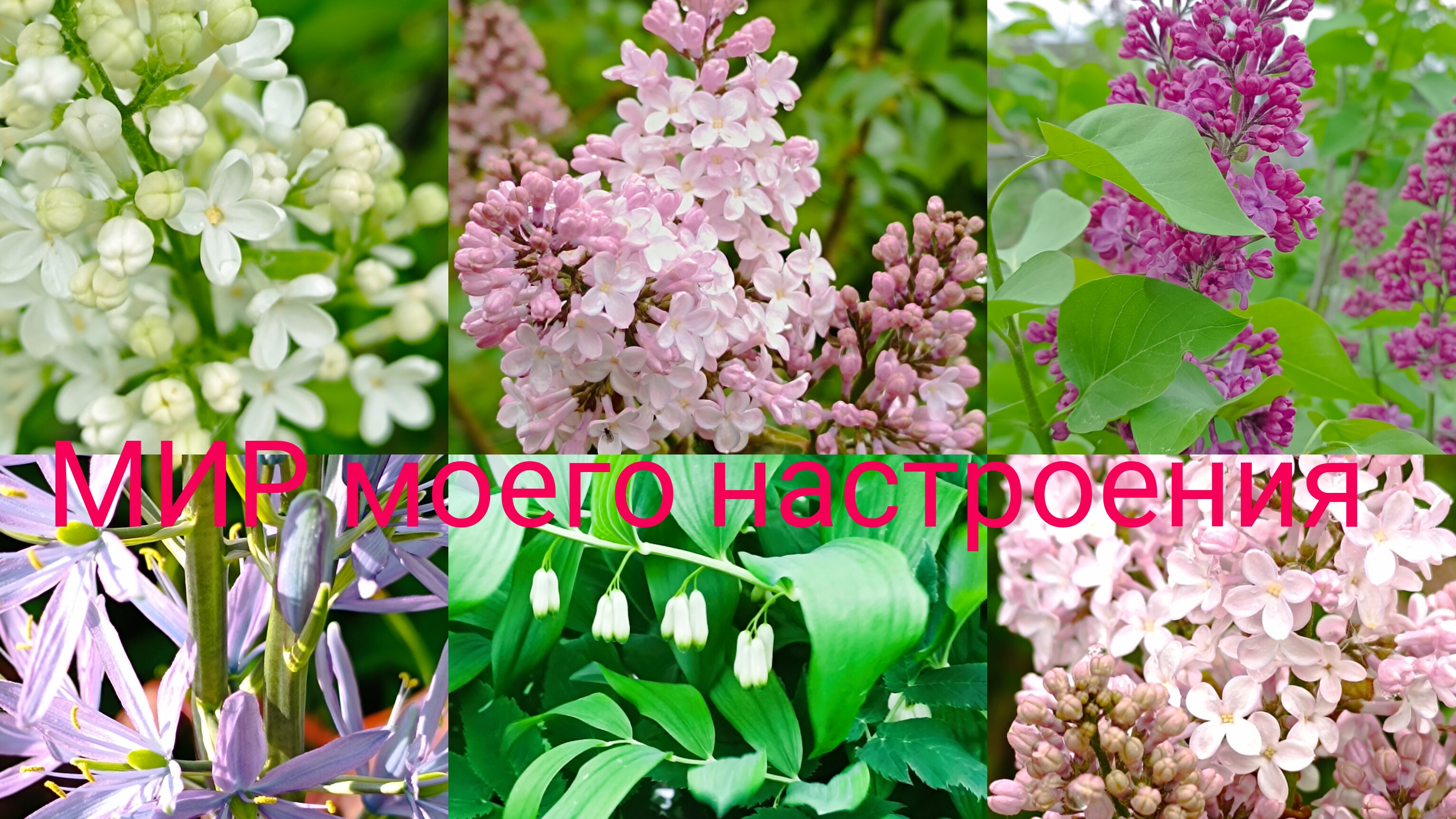 24.05.26 Дача.Сирень цветет.Крушина ломкая.Новый пион.