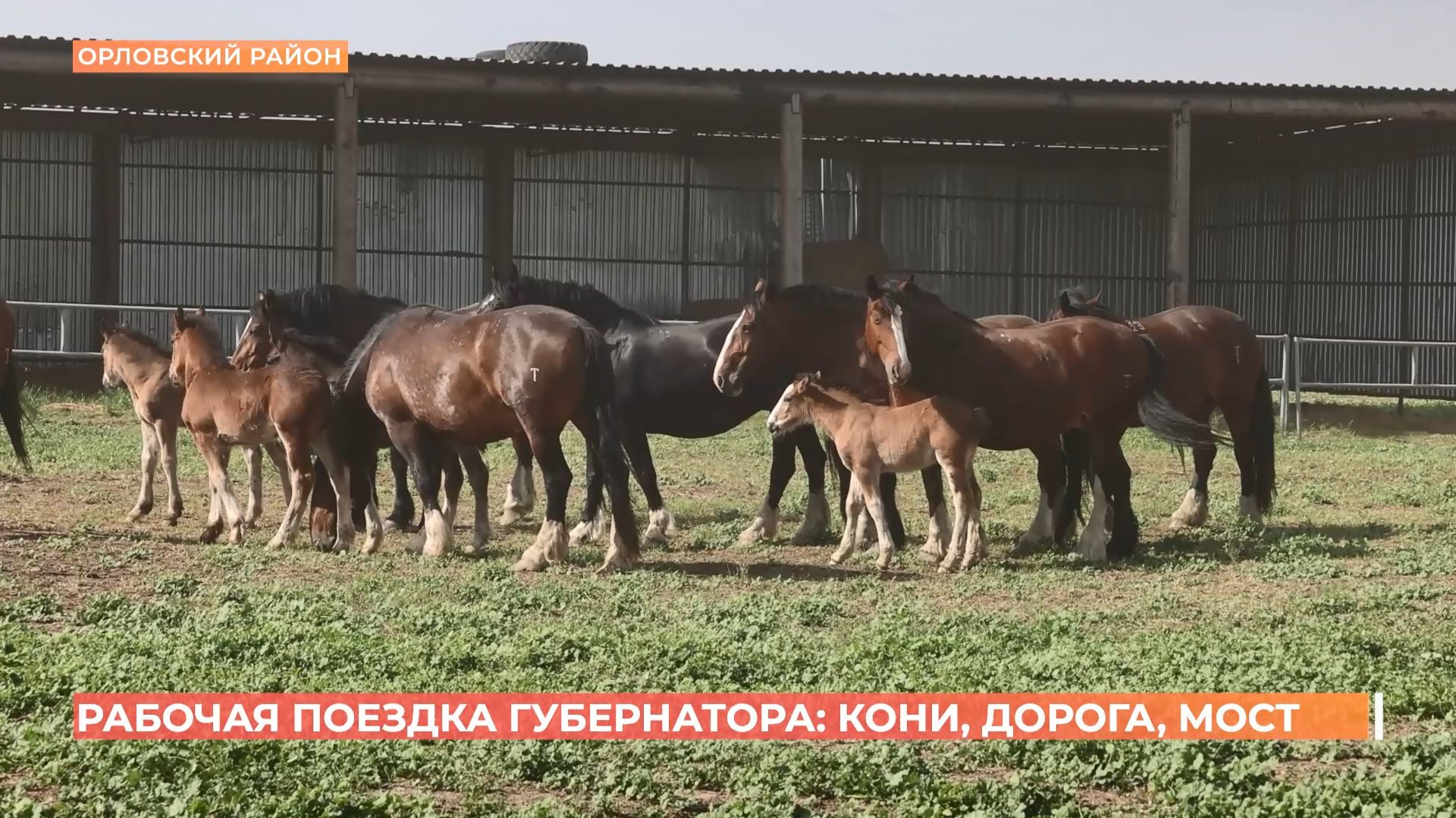 Губернатор побывал на крупнейшей в России ферме по разведению лошадей-тяжеловозов