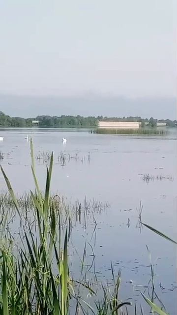 Лебеди в волжском затоне