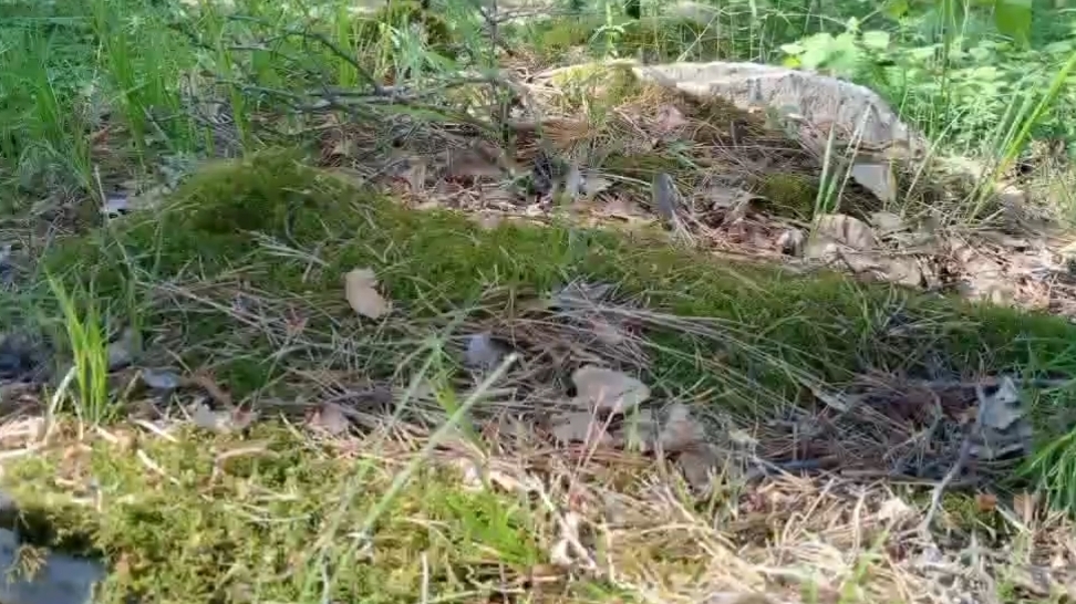 Отдыхаю в лесу🌳🐚