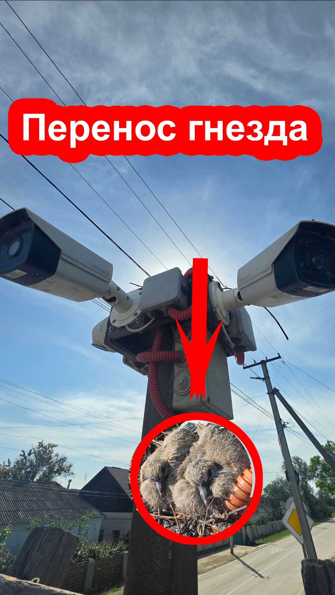 Перенос гнезда.