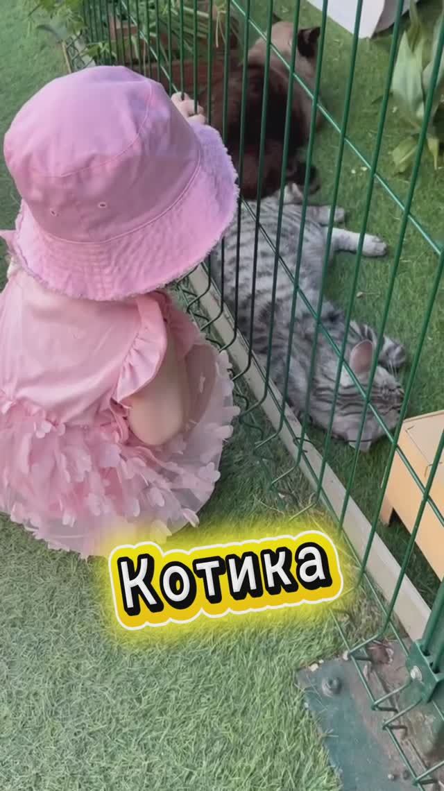 Котика