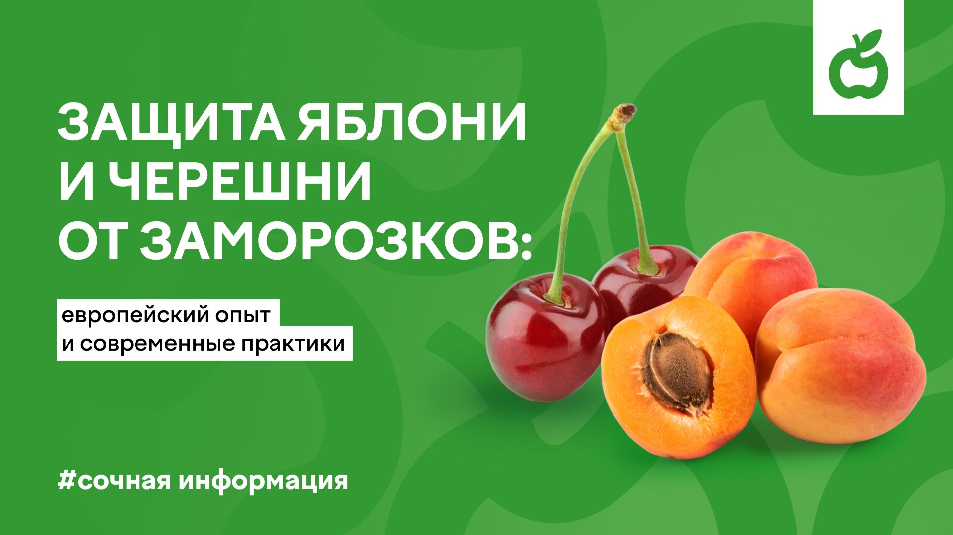 Защита яблони и черешни  от заморозков: европейский опыт  и современные практики