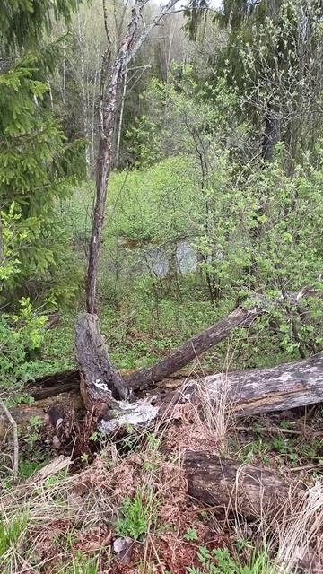 Крутой склон #shorts #наприроду #metaldetecting #леснойкоп #красотаприроды