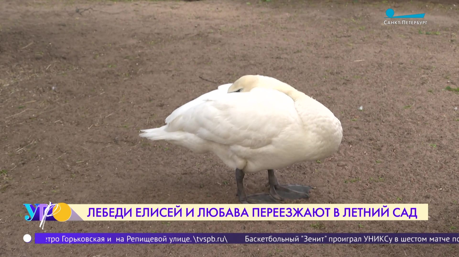 Лебеди Елисей и Любава переезжают в Летний сад