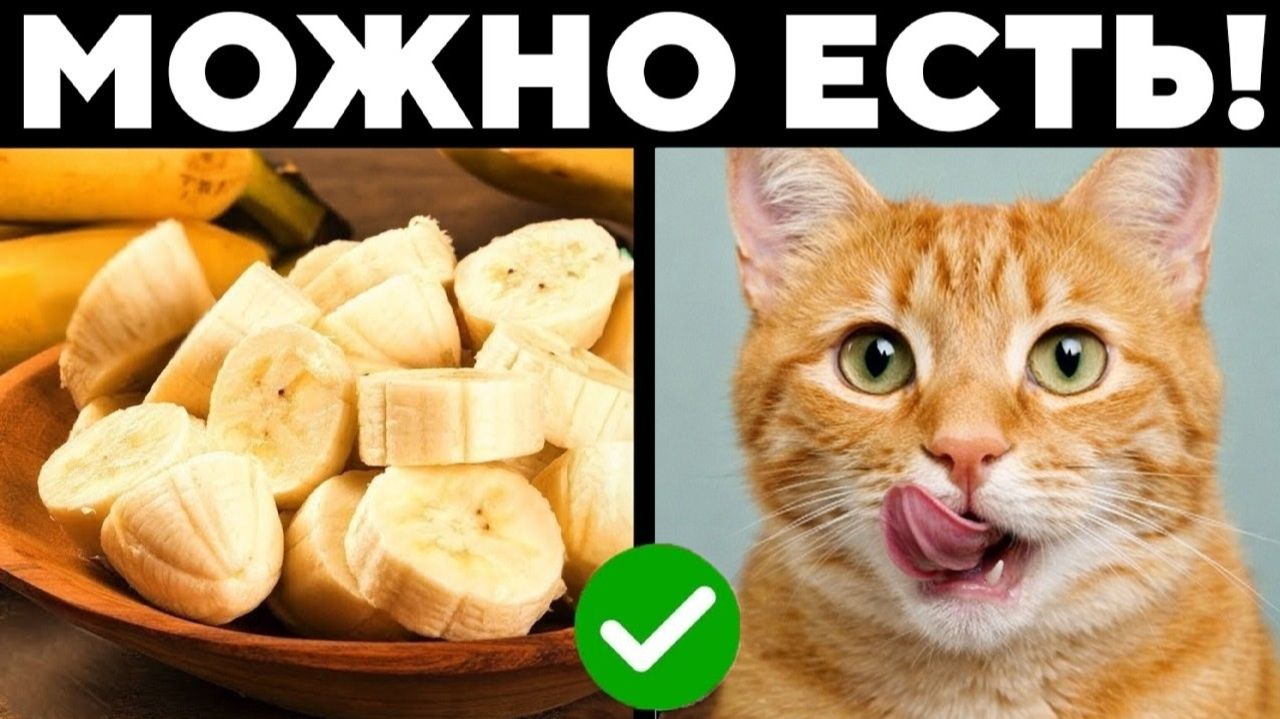 15 Человеческой Еды Со Стола, Которую МОЖНО ДАВАТЬ КОШКАМ!