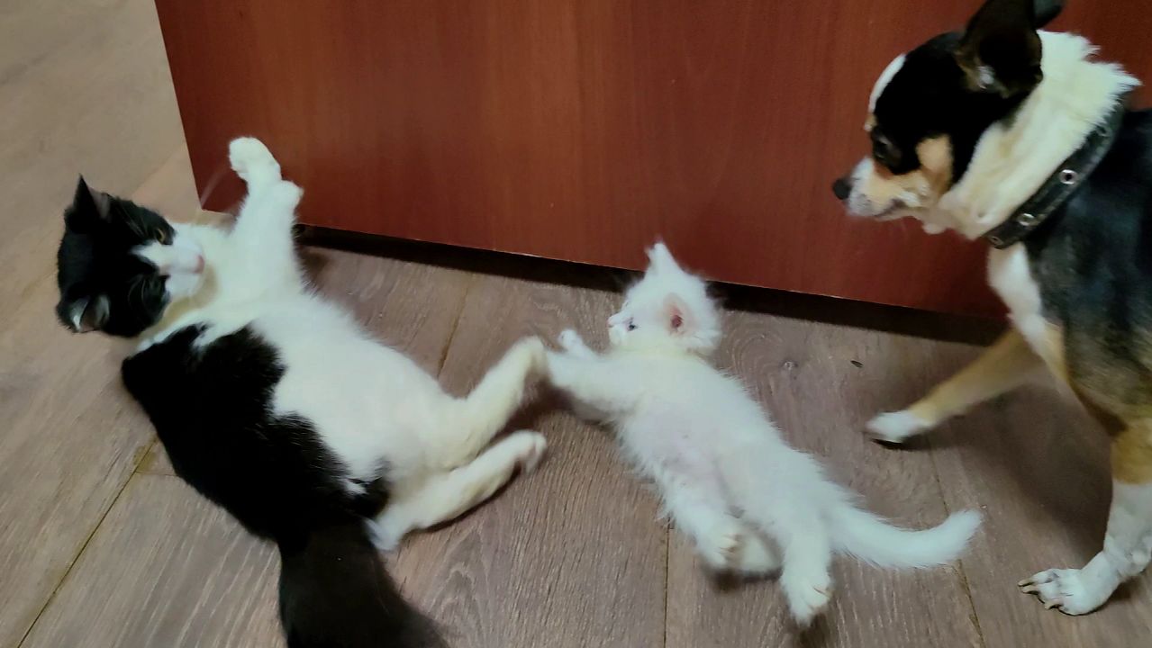 Маленький котенок победил большого котенка и собаку. Умный, хитрый и забавный котенок Микки.