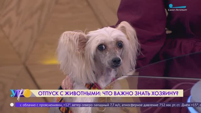 В отпуск — с животными: как подготовить питомца к путешествию