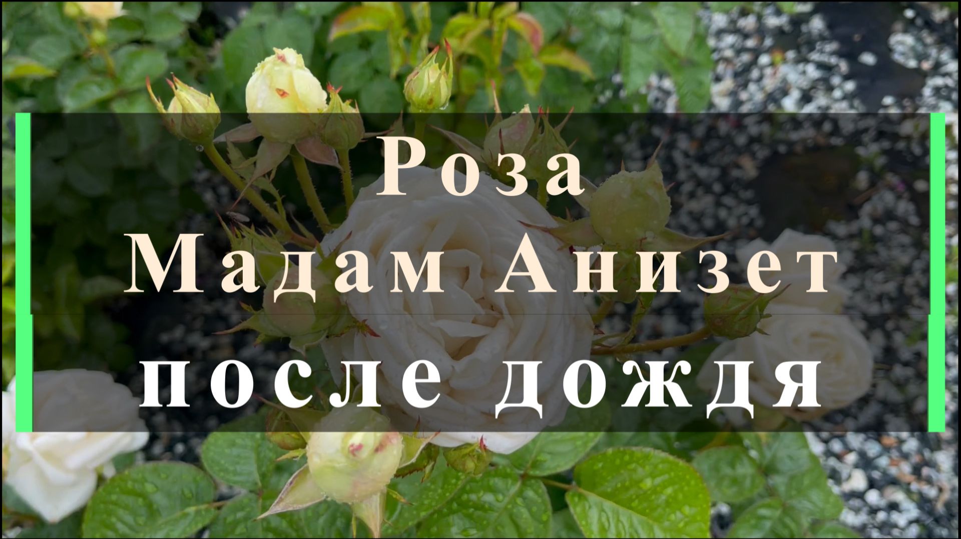 Роза Мадам Анизет после дождя