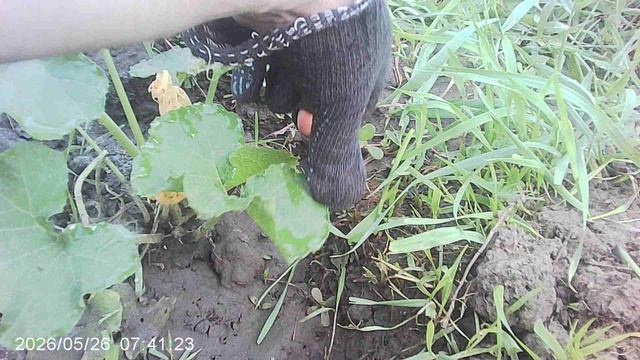 Обзор кабачков сорта "Грибовские" посаженных рассадным способом