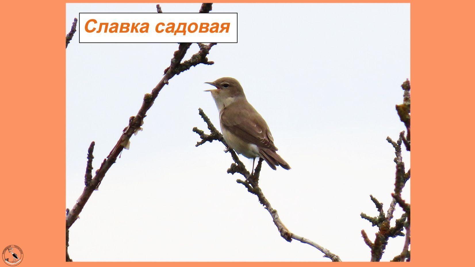 Славка садовая поёт. Песенка, знакомая многим