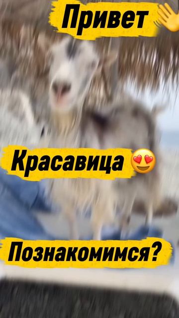 Вот как нужно подходить к девушке