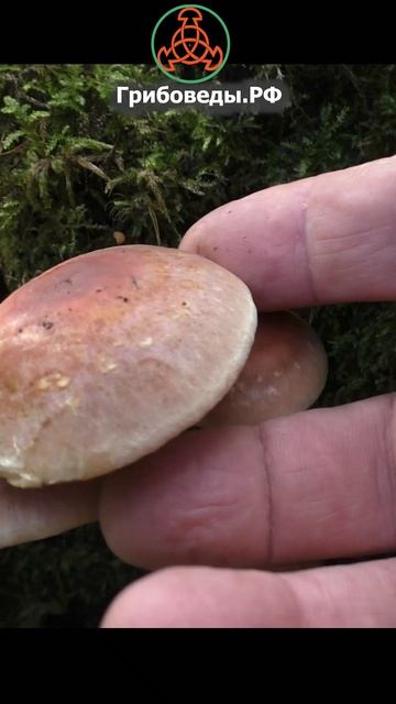 Условно-съедобный ложноопёнок кирпично-красный -  Hypholoma lateritium