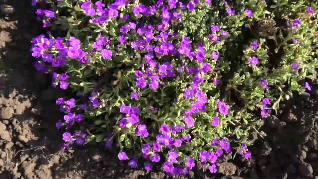 26 мая, зацвели цветы многолетники арабис, алиссум, обриета и тюльпаны.